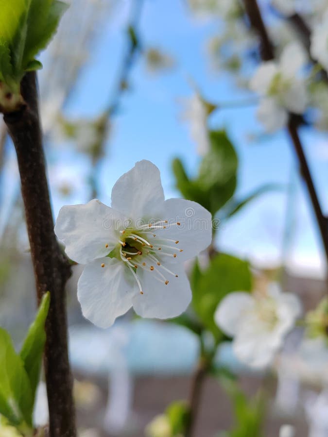 It Looks Very Gentle and Spring-like. Stock Image - Image of yellow ...