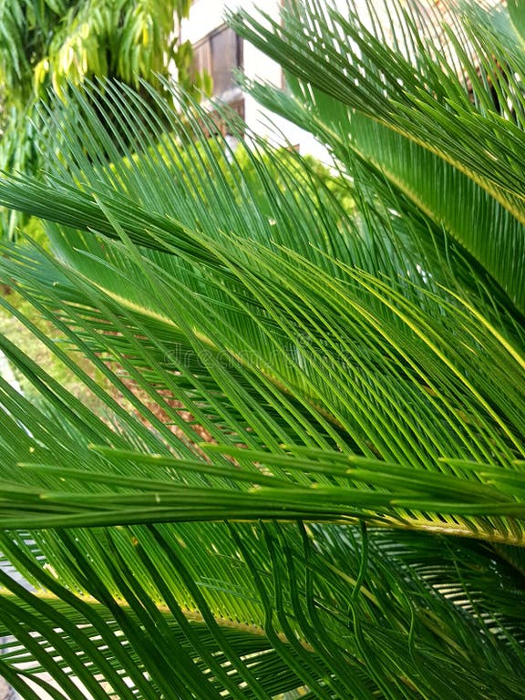 Pam tree editorial photography. Image of tree, favourite - 114623082