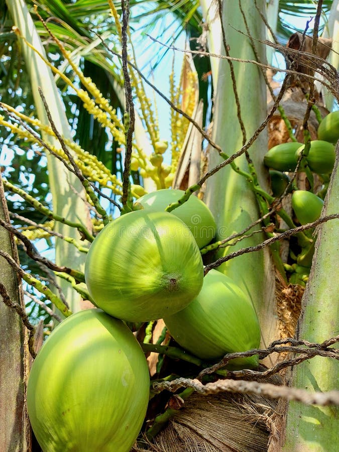 Young Coconuts in Tree Ready To Be Picked Stock Photo - Image of asia ...