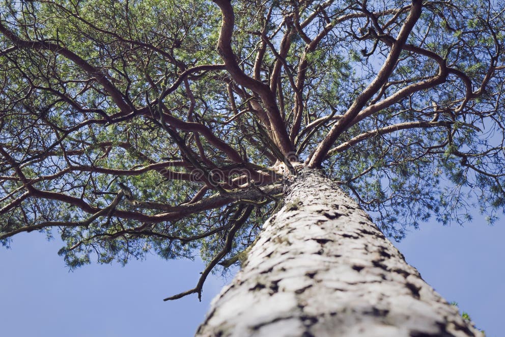 Lookup at High Pine with Winding Branches Stock Image - Image of arms ...