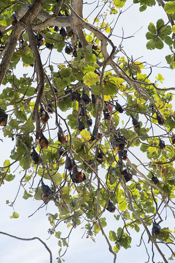 Lookup Tree Top Full of Hanging Island Flying Fox. Stock Image - Image ...