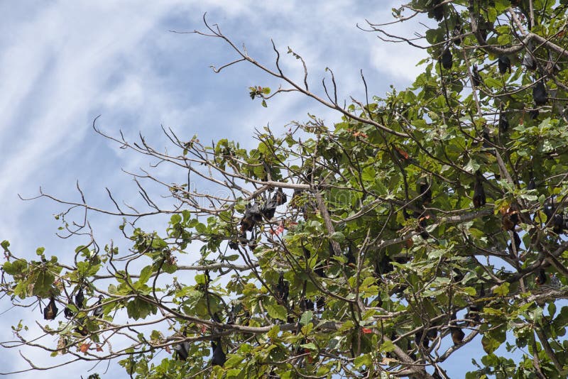 Lookup Tree Top Full of Hanging Island Flying Fox. Stock Image - Image ...