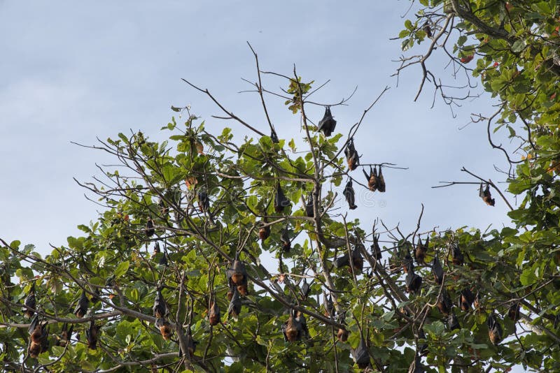Lookup Tree Top Full of Hanging Island Flying Fox. Stock Photo - Image ...