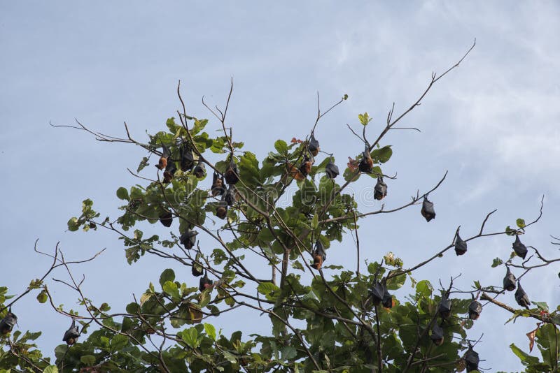 Lookup Tree Top Full of Hanging Island Flying Fox. Stock Image - Image ...