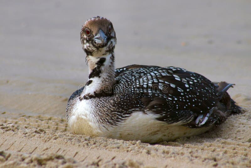 Loon stock image. Image of colorful, sand, wildlife, feather - 1228907