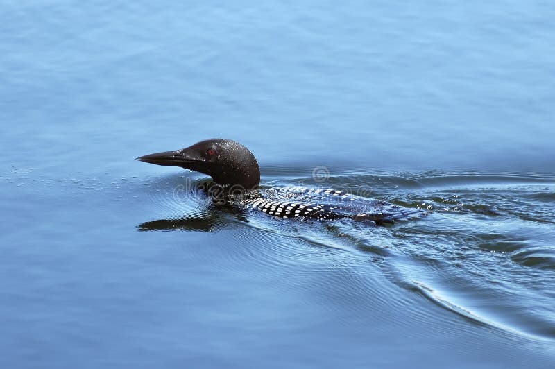 1,405 Loon Beak Stock Photos - Free & Royalty-Free Stock Photos from ...
