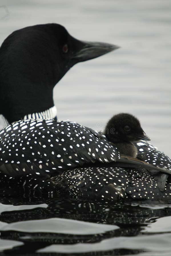 Loon with baby on back stock image. Image of mother, loon - 5758775