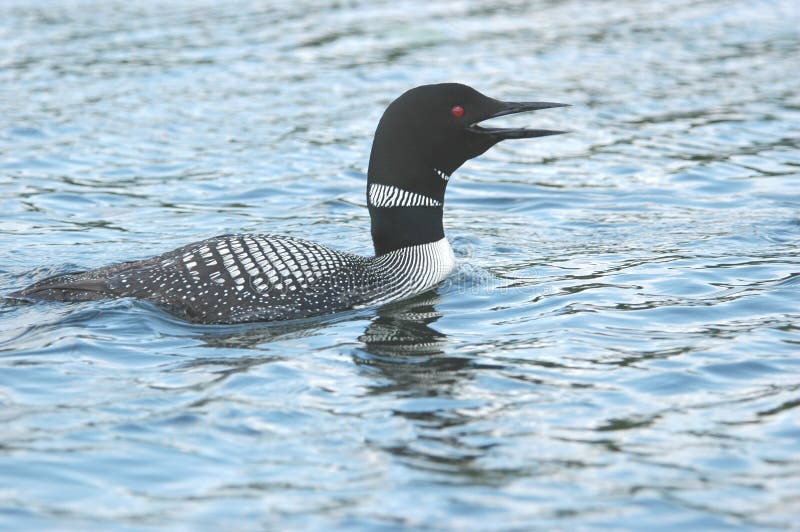 296 Minnesota Waterfowl Stock Photos - Free & Royalty-Free Stock Photos ...