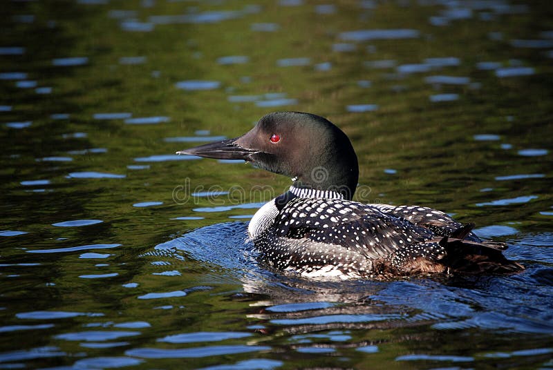 Common Loon Pair Reflecting in Water Stock Image - Image of pattern ...
