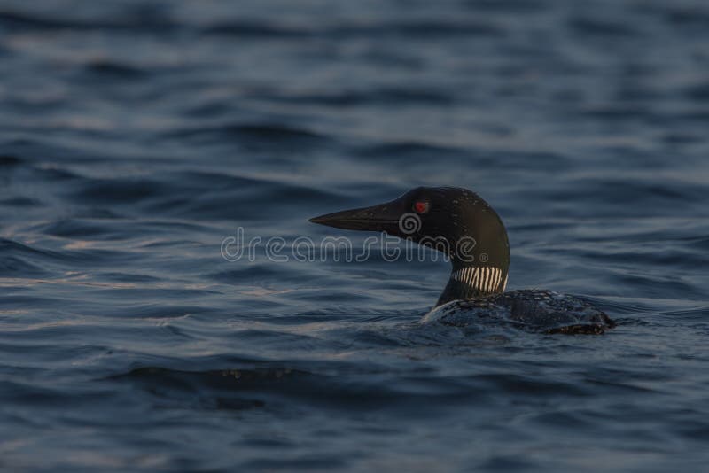 Loon fishing on the lake stock image. Image of black - 122033617