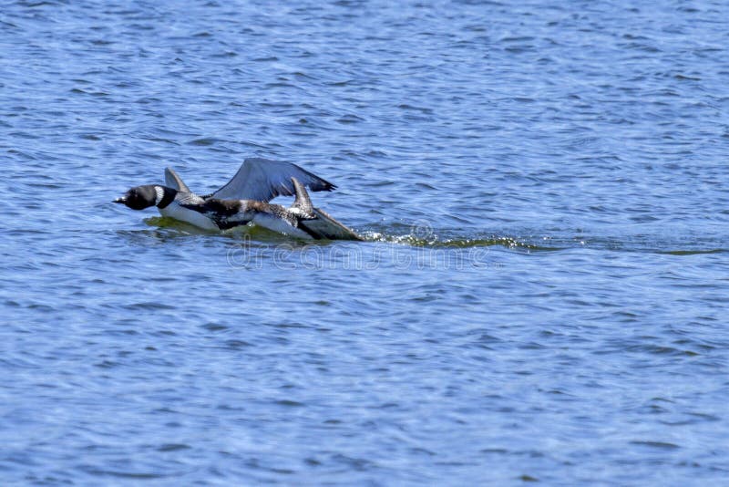Loon Love stock photo. Image of birds, spring, loons - 113443706
