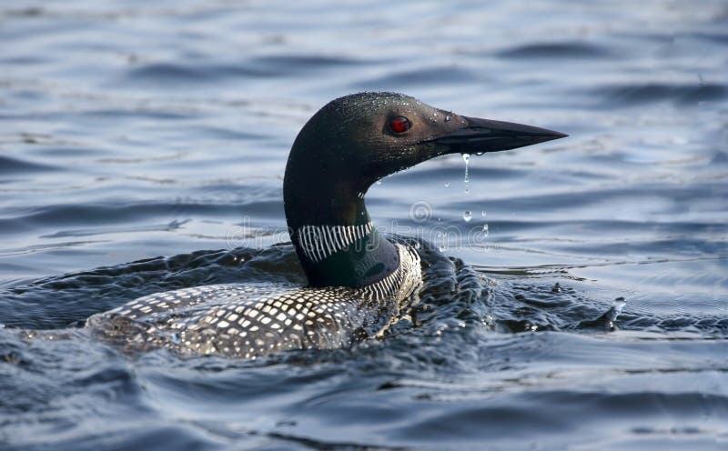 Loon in nature stock photo. Image of outdoor, animal - 98758844