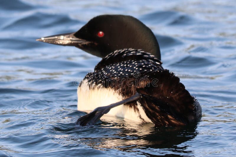Common loon red eye stock photo. Image of lake, loon - 106602550