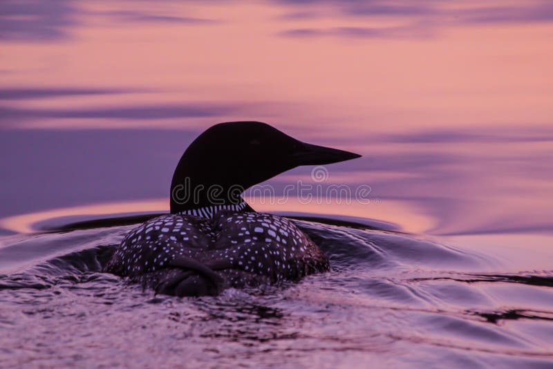 Loon at sunset. stock photo. Image of shots, black, canada - 39958238