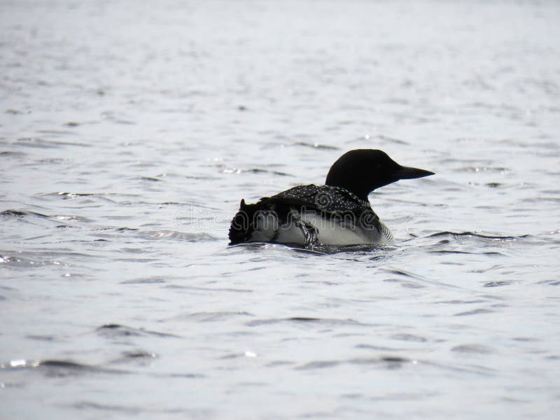 A Loon Swimming on the Lake Stock Photo - Image of waterfowl, wildlife ...