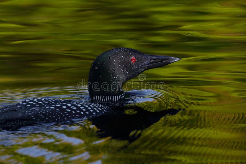 Loon in Nature during Summer Stock Image - Image of summer, loon: 154340607