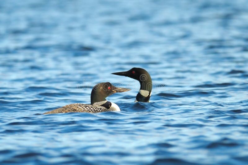 434 Loons Photos - Free & Royalty-Free Stock Photos from Dreamstime