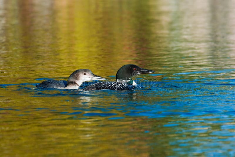 Loons stock image. Image of duck, river, water, lake, bird - 3311435
