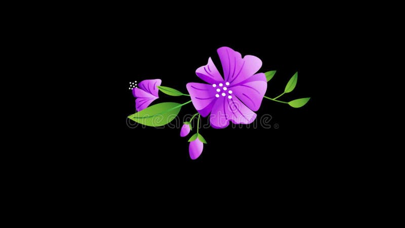 Loop Animation of Beautiful Flower Transparent Background with an Alpha ...