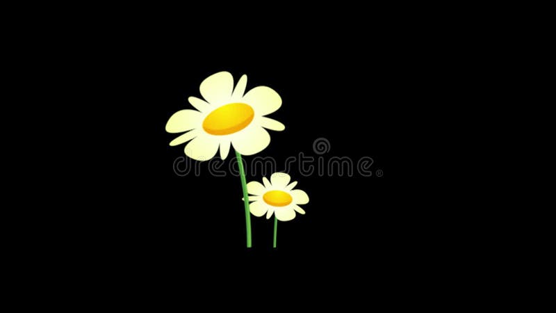 Loop Animation of Beautiful Flower Transparent Background with an Alpha ...