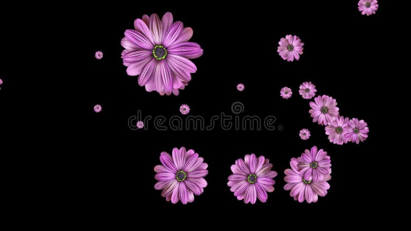 Loop Animation of Beautiful Flower Transparent Background with an Alpha ...