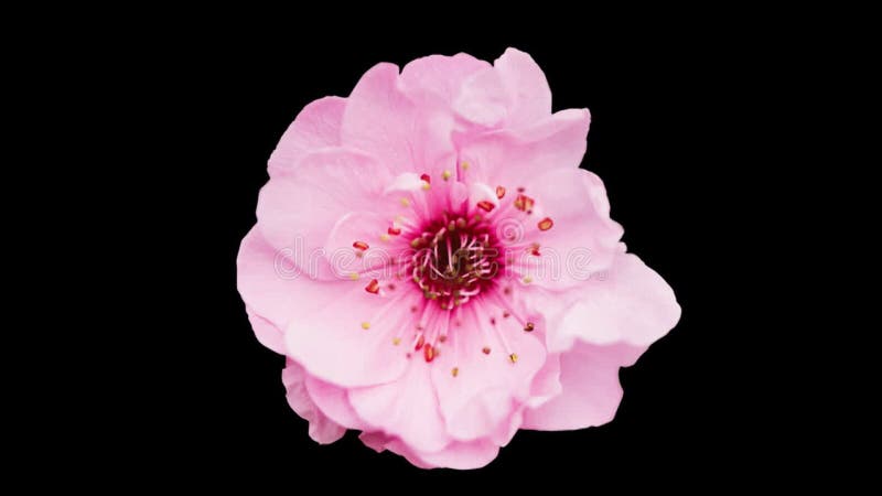 Loop Animation of Beautiful Flower Transparent Background with an Alpha ...