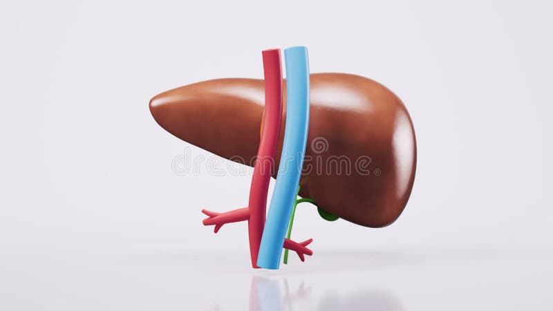Loop Animation of Liver Organ, 3d Rendering Stock Video - Video of ...