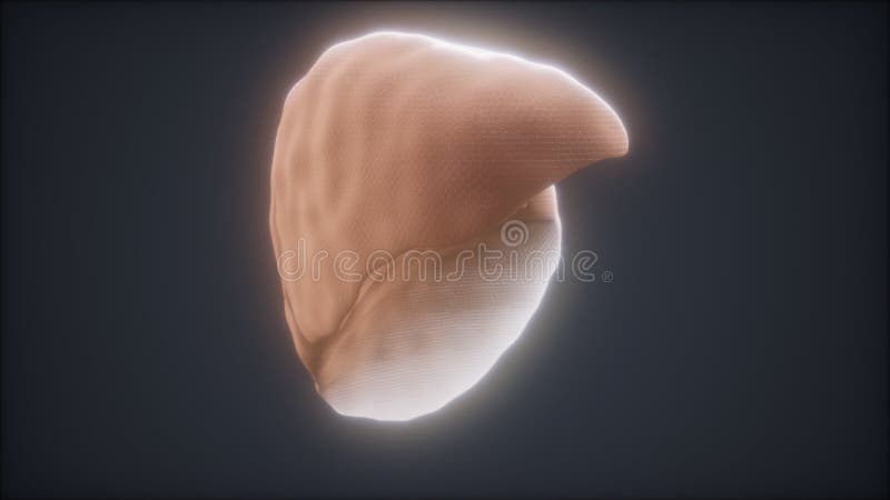 Loop 3d Rendered Medically Accurate Animation of the Human Liver Stock ...