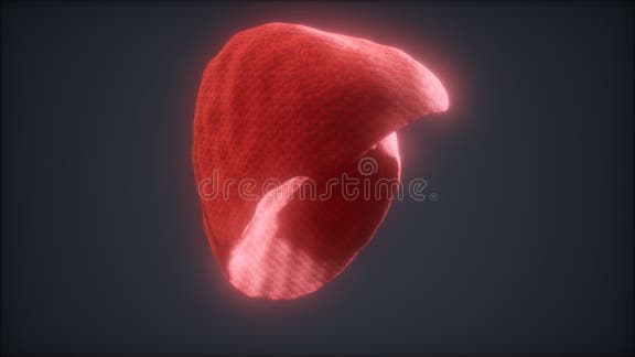 Loop 3d Rendered Medically Accurate Animation of the Human Liver Stock ...