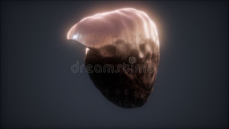 Loop 3d Rendered Medically Accurate Animation of the Human Liver Stock ...