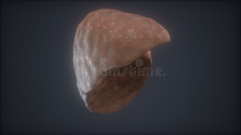 Loop 3d Rendered Medically Accurate Animation of the Human Liver Stock ...