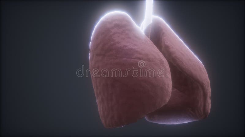 Loop 3d Rendered Medically Accurate Animation of the Human Lung Stock ...