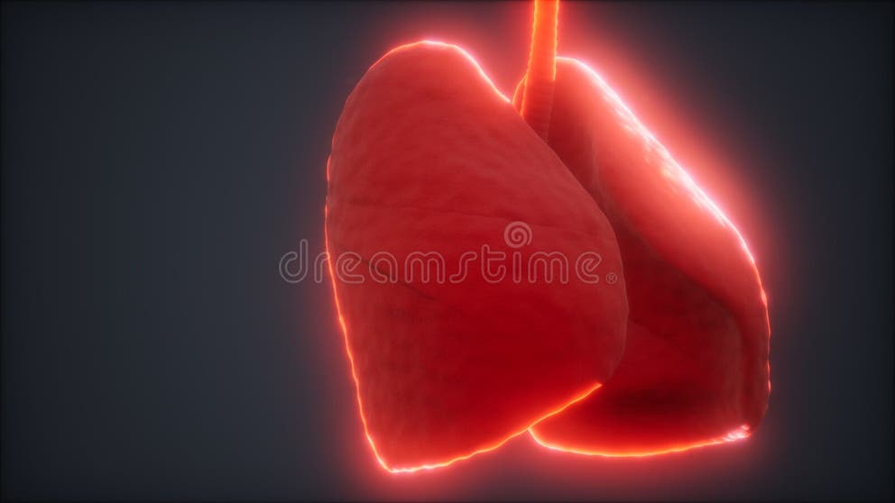 Loop 3d Rendered Medically Accurate Animation of the Human Lung Stock ...