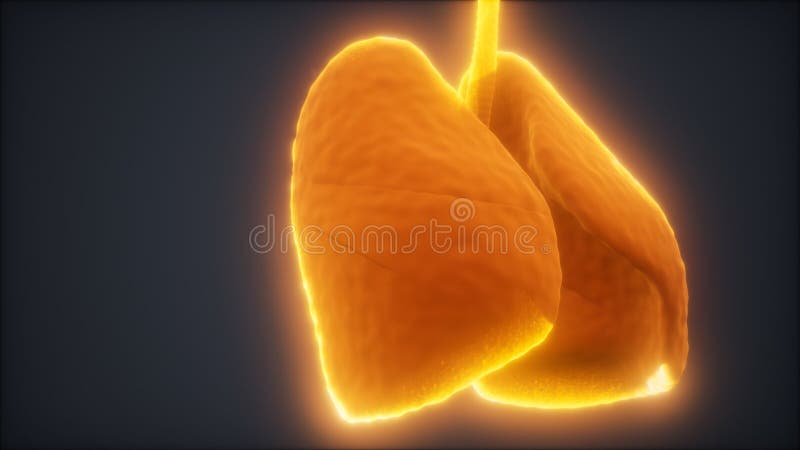 Loop 3d Rendered Medically Accurate Animation of the Human Lung Stock ...