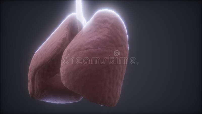 Loop 3d Rendered Medically Accurate Animation of the Human Lung Stock ...