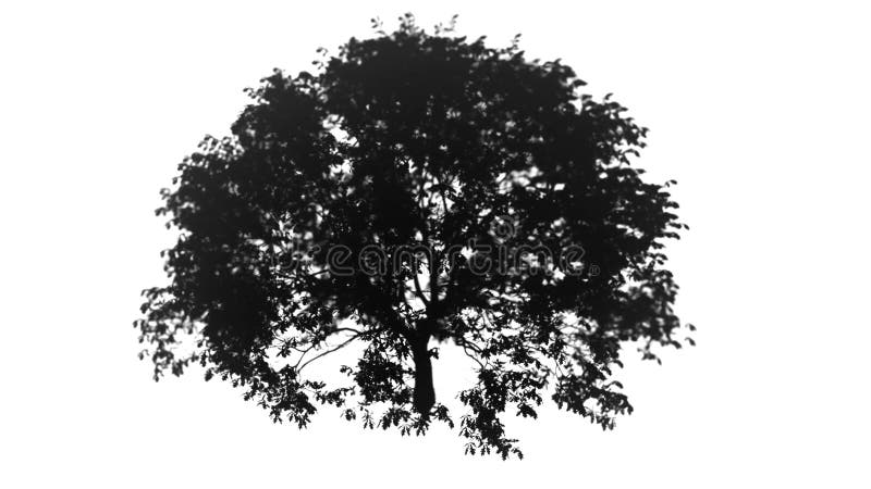 Loop of an Oak Tree with Moving Leaves and Birds Stock Video - Video of ...