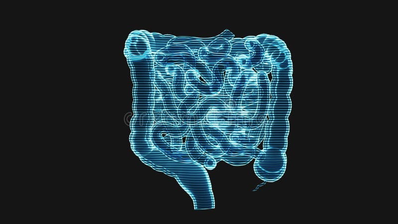 Loop Rotation of Intestinal Tract with Holographic Effect, 3d Rendering ...