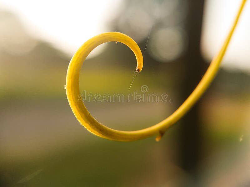 Loop of a vine plant stock photo. Image of vine, jewellery - 179233154