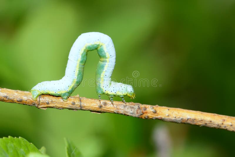 Loop-worm stock photo. Image of caterpillar, geometrid - 25090108