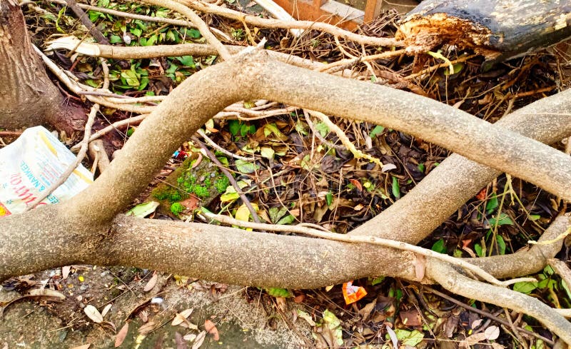 Looped branch stock photo. Image of indicates, branch - 125144562