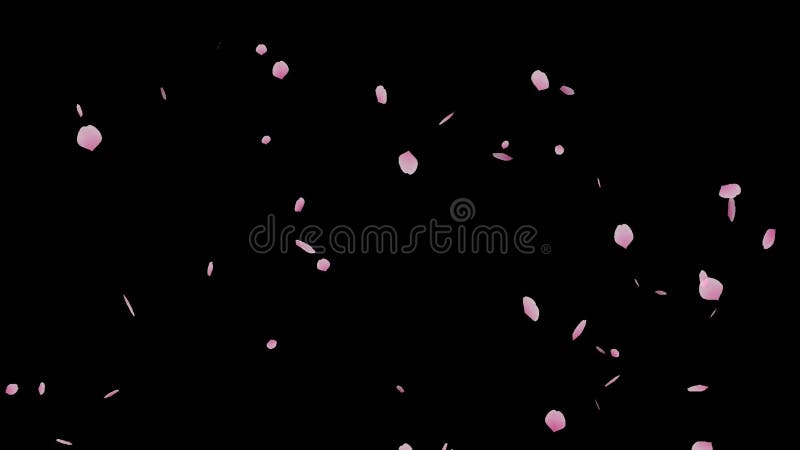Looped Cherry Blossom Petals Falling Stock Video - Video of particle ...