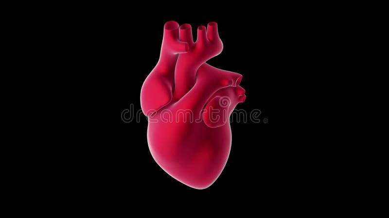 Looped Red Human Heart Beats with Alpha Channel. Stock Video - Video of ...