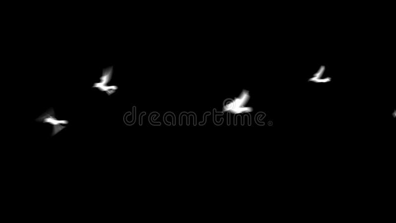 Birds Flying Loop Stock Footage & Videos - 329 Stock Videos