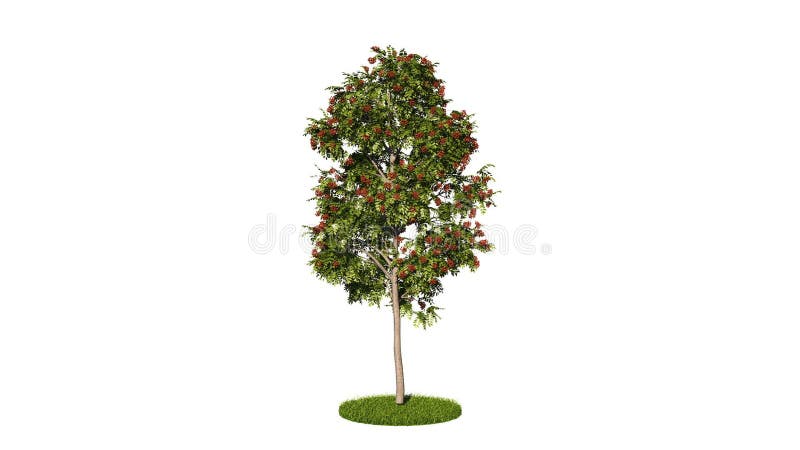 Looping 3D Realistic Tree Isolated on White Stock Video - Video of ...