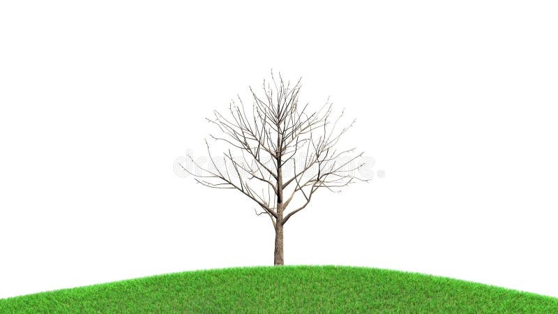 Looping 3D Realistic Tree Isolated on White Stock Video - Video of ...