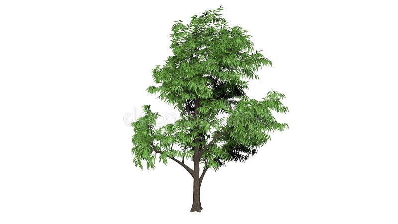 Looping 3D Realistic Tree Isolated on White Stock Video - Video of ...