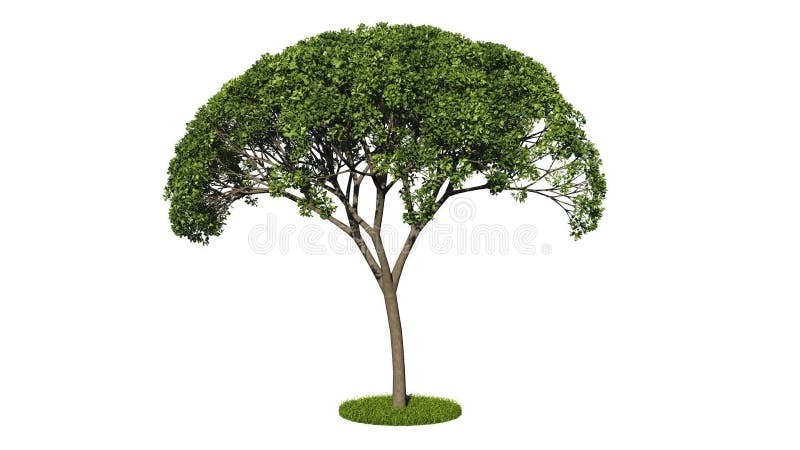 Looping 3D Realistic Tree Isolated on White Stock Video - Video of real ...