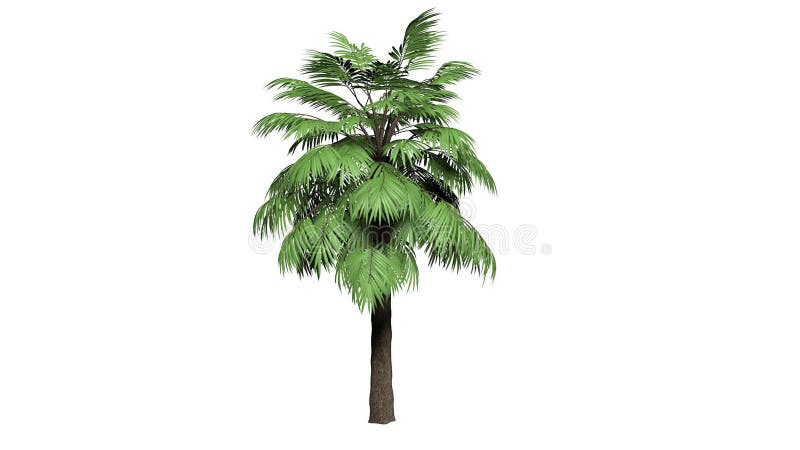 Looping 3D Realistic Tree Isolated on White Stock Video - Video of ...