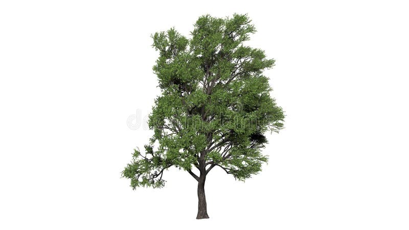 Looping 3D Realistic Tree Isolated on White Stock Footage - Video of ...