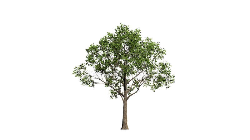 Looping 3D Realistic Tree Isolated on White Stock Video - Video of real ...